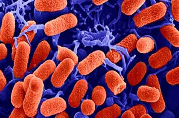 E. coli O55 outbreak in Dorset – APHA Science Blog