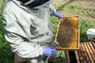 January 2017 – APHA Science Blog