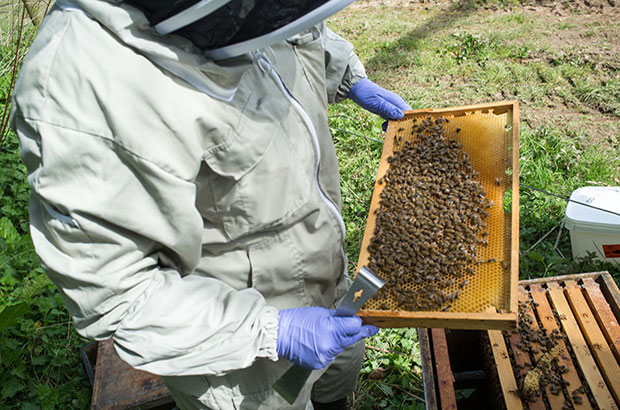 National Bee Inspectorate takes the quality route – APHA Science Blog
