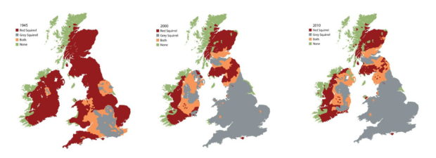 Plight of the Red Squirrel – APHA Science Blog