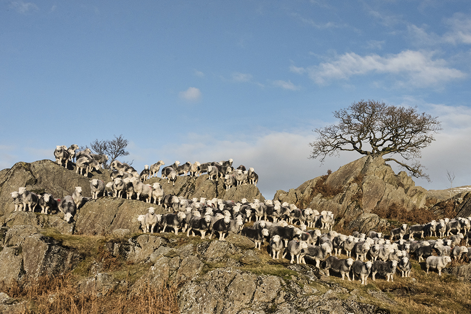 Sheep Scab – Surveillance in Action – APHA Science Blog