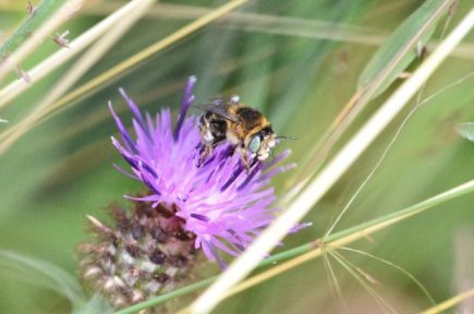 Arran Folly – APHA Science Blog