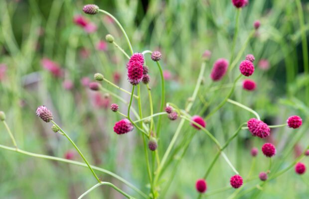 Gardening without invasive plants – APHA Science Blog