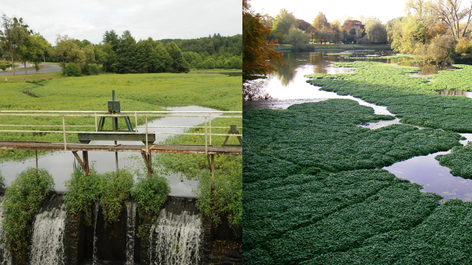 Gardening without invasive plants – APHA Science Blog