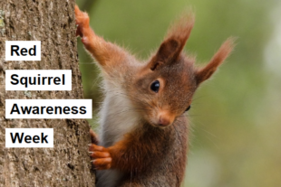 Saving the red squirrel: an update from the field – APHA Science Blog