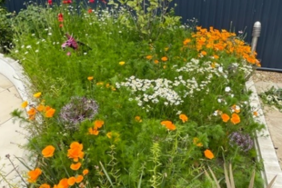 Invasive species: the silent threat to our ecosystems – APHA Science Blog