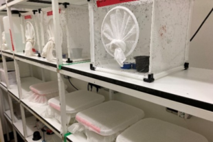 What is all the buzz about mosquitoes? – APHA Science Blog