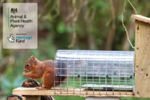 Supporting red squirrel conservation – APHA Science Blog
