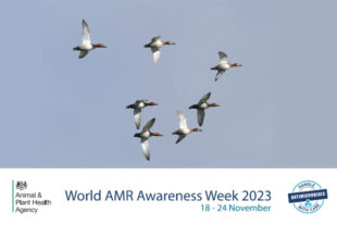 World Antimicrobial Resistance (AMR) Awareness Week – APHA Science Blog