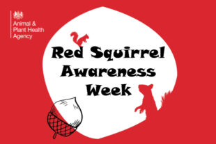 Reducing grey squirrel overpopulation: The role of contraceptives in ...