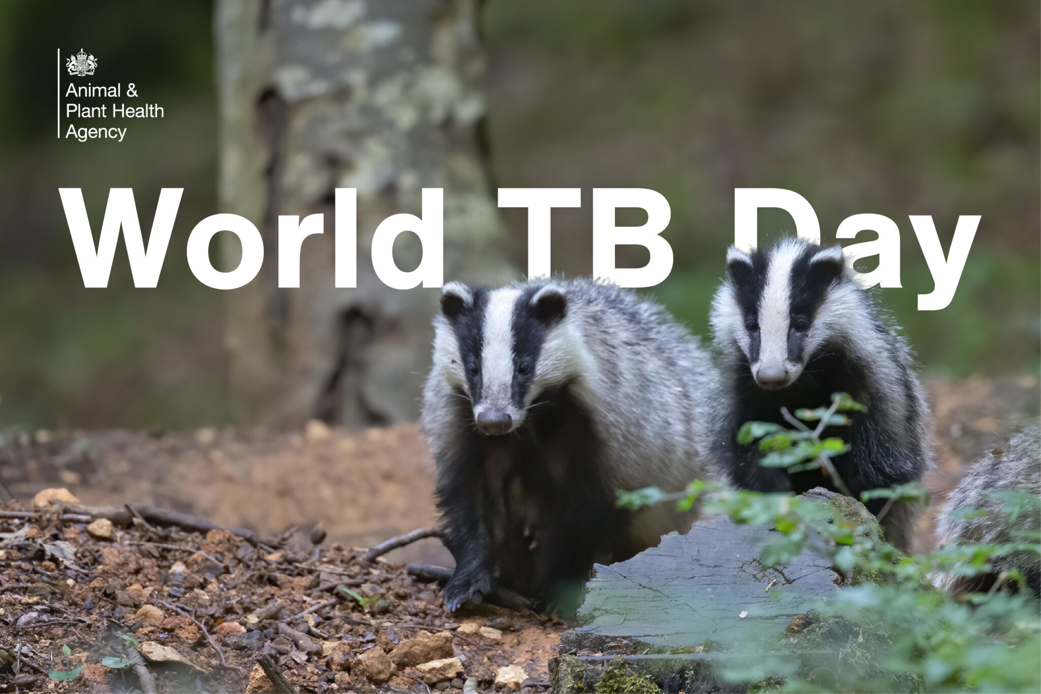 Bovine Tuberculosis – APHA Science Blog