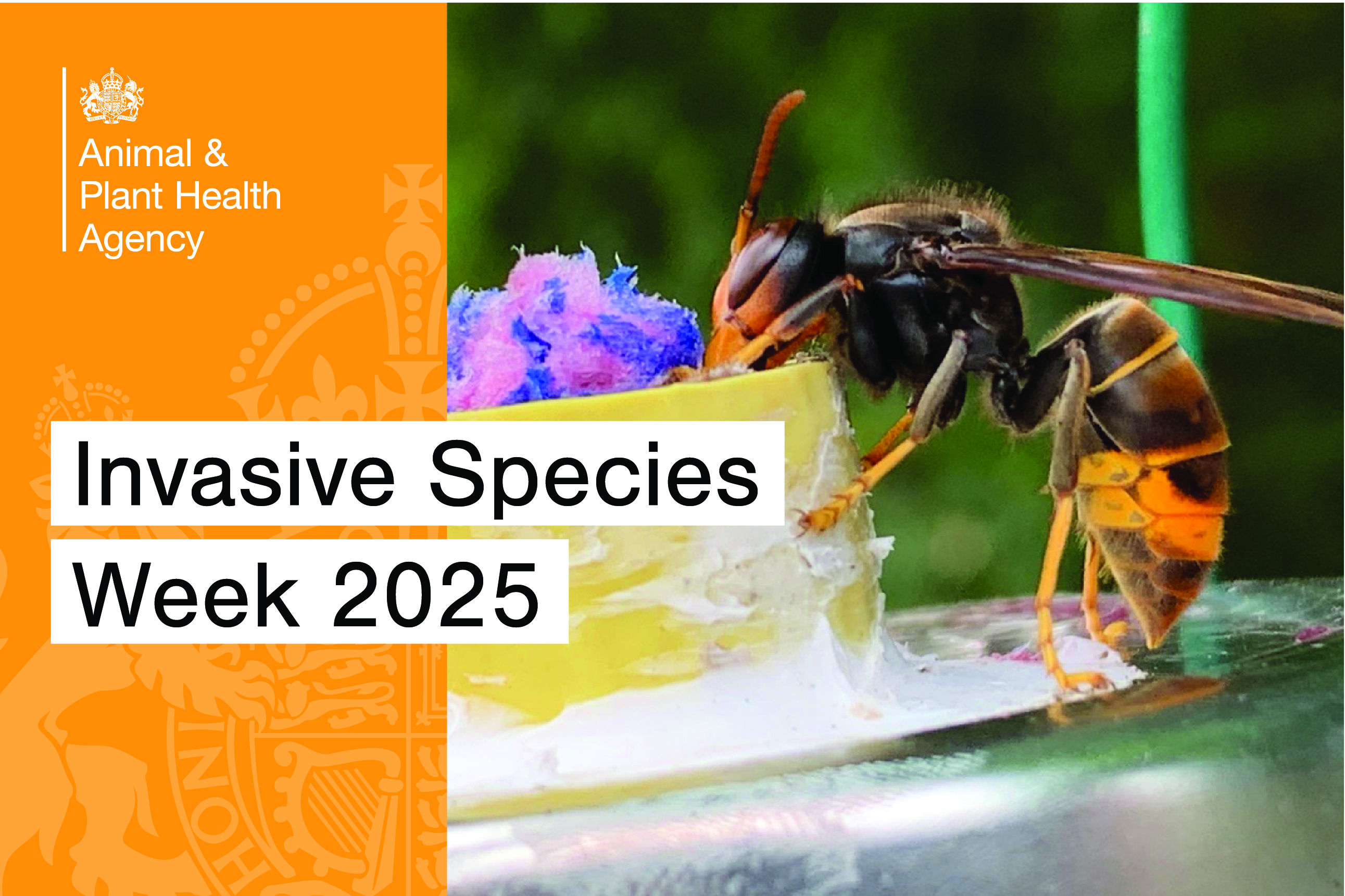 Yellow-legged Hornet monitoring and eradication in the UK – APHA ...