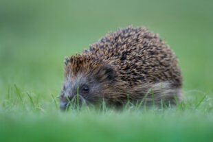 Investigating British ticks for viral threats – APHA Science Blog