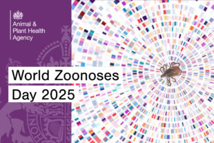 Investigating British ticks for viral threats – APHA Science Blog