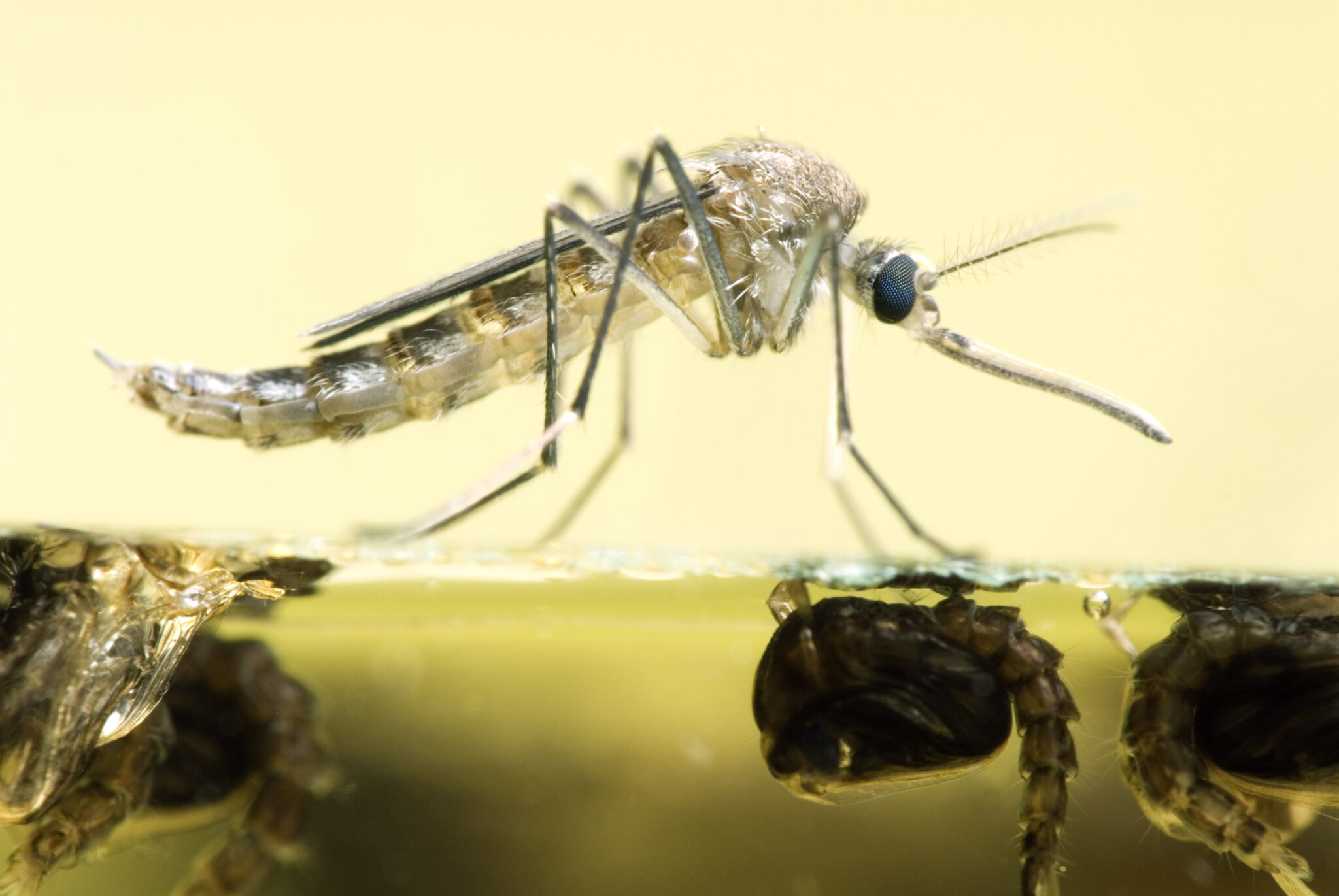 APHA scientists find West Nile Virus sequences in UK mosquitoes: what ...