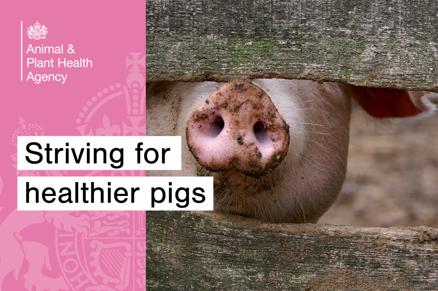 Striving for healthier pigs: tackling porcine reproductive and ...