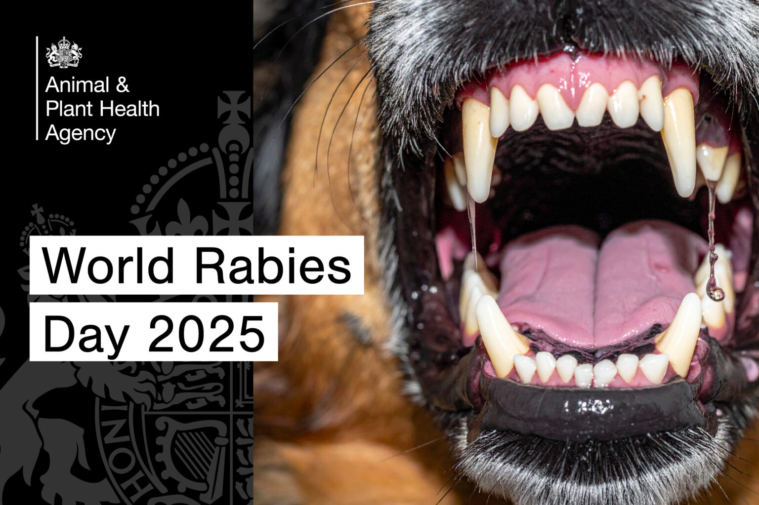 APHA’s role in the global fight against rabies – APHA Science Blog