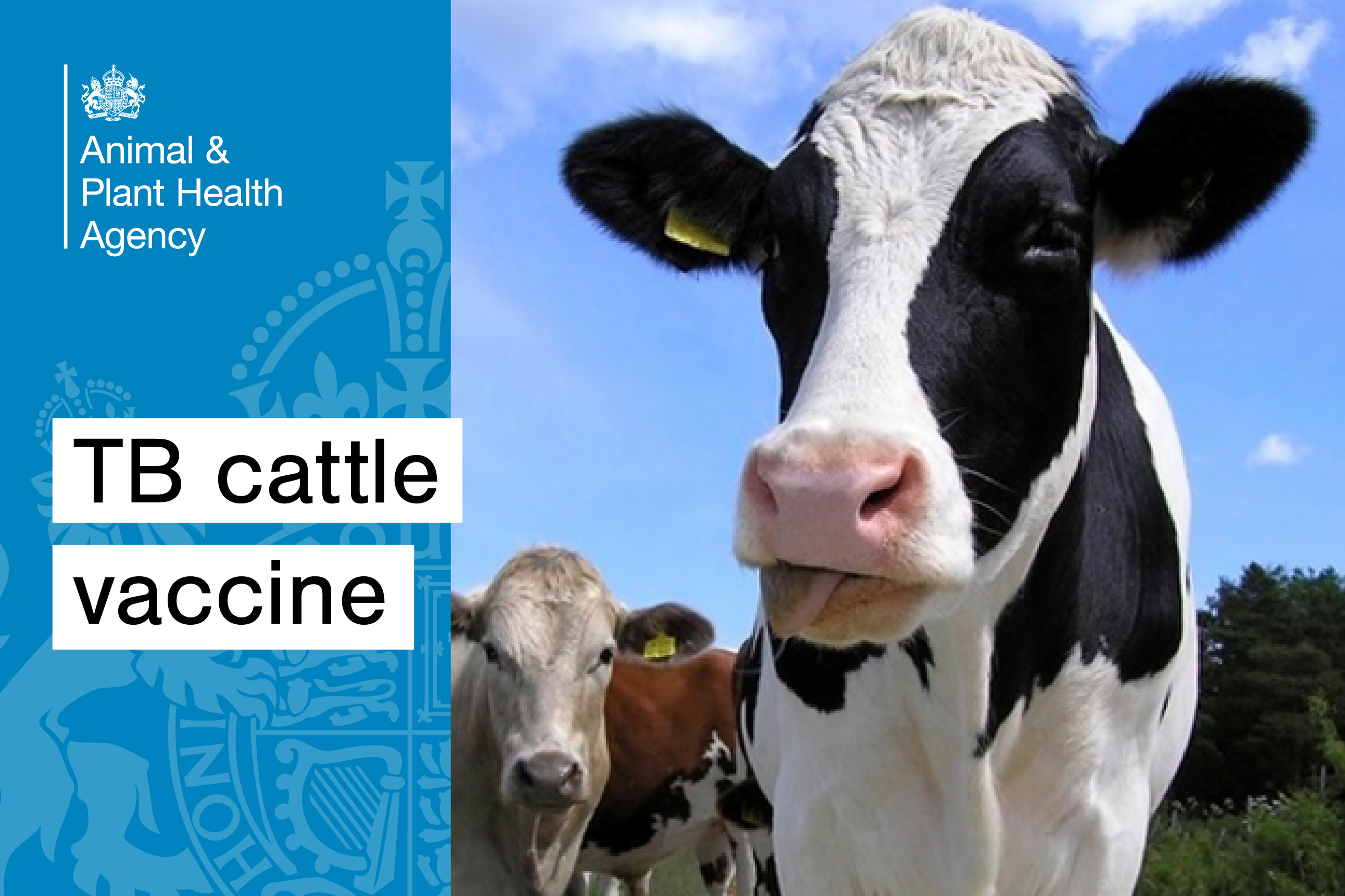 Cattle bovine TB vaccine field trials move to next phase – APHA Science ...