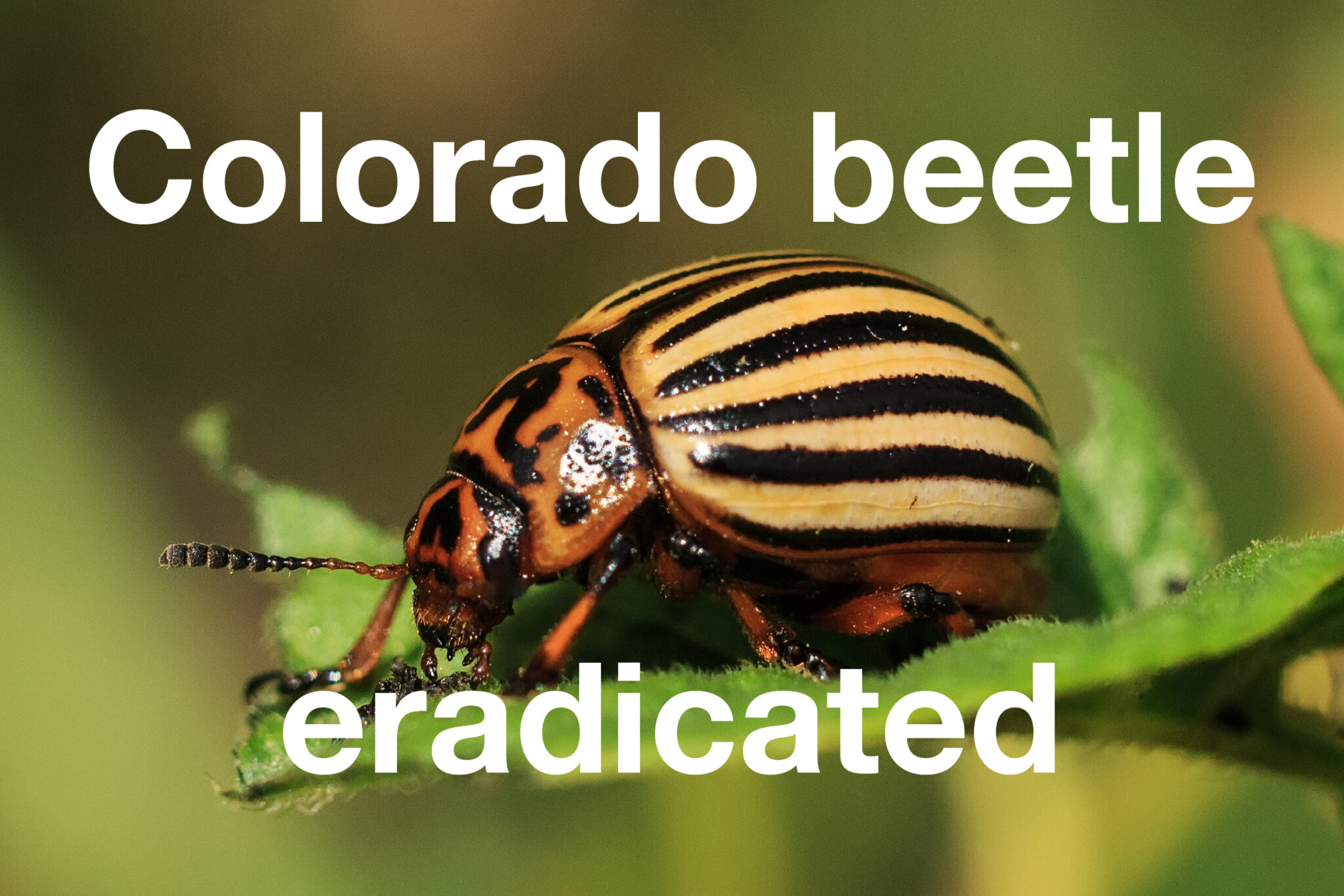 Colorado beetle eradicated in the UK – APHA Science Blog